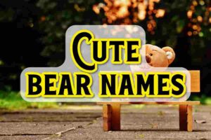 Cute Bear Names: 300 Adorable Names - Red Lasso