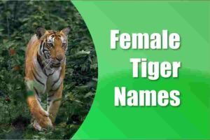 220 Female Tiger Names: Beautiful Female Tiger Names Inspired By The Wild